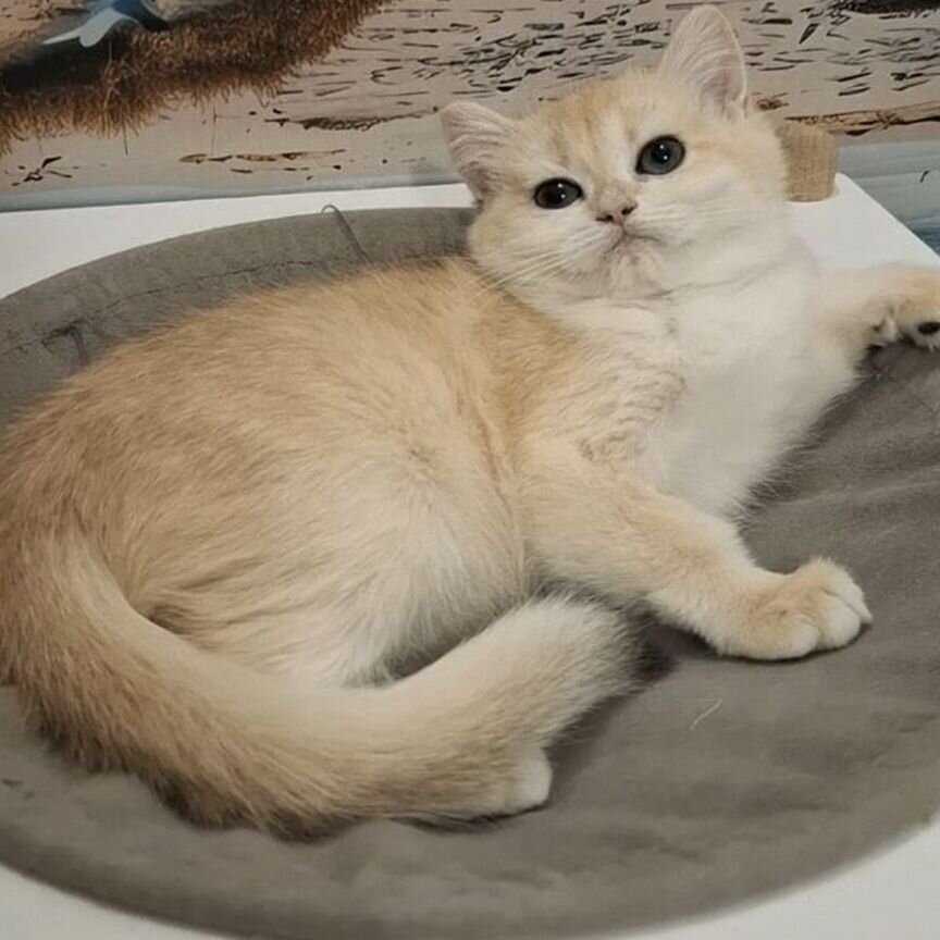 Британский короткошёрстный котёнок