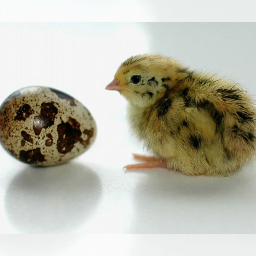 Продам яйцо перепилинное на инкубацию