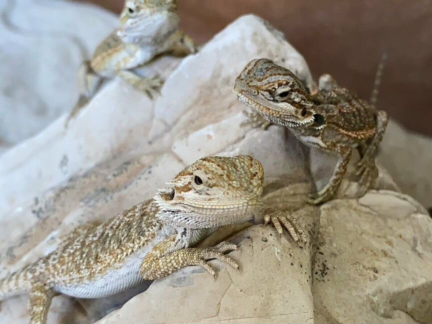 Агама бородатая, S (арт. T4c48)