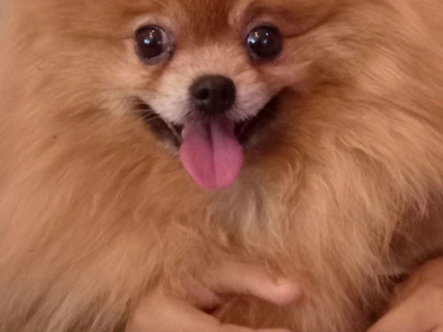 Щпиц бесплатно