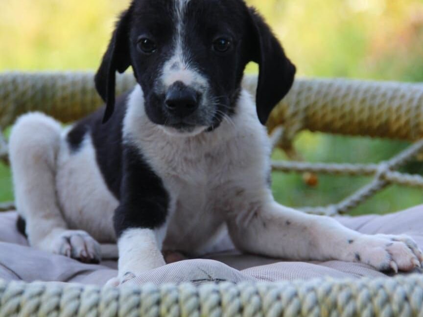 Щенок в добрые руки