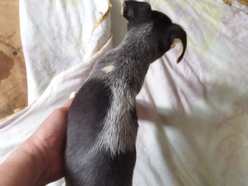 Левретка и терер