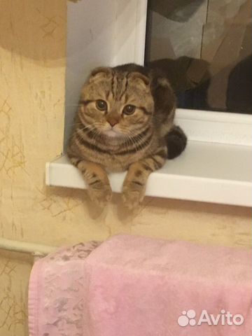 Шотландский кот вязка