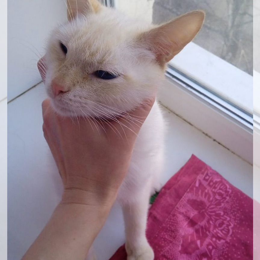 Кастрированный Котик Рич