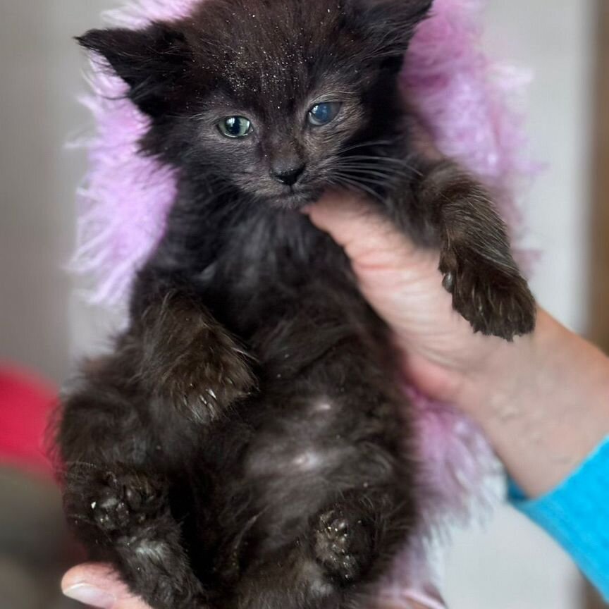 Котенок бесплатно