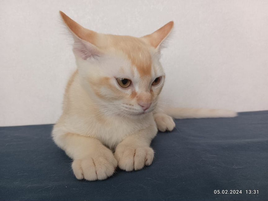 Котята бурма европейская