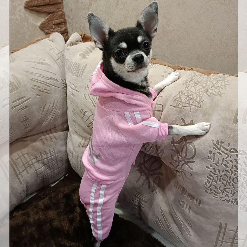 Чихуахуа, щенок