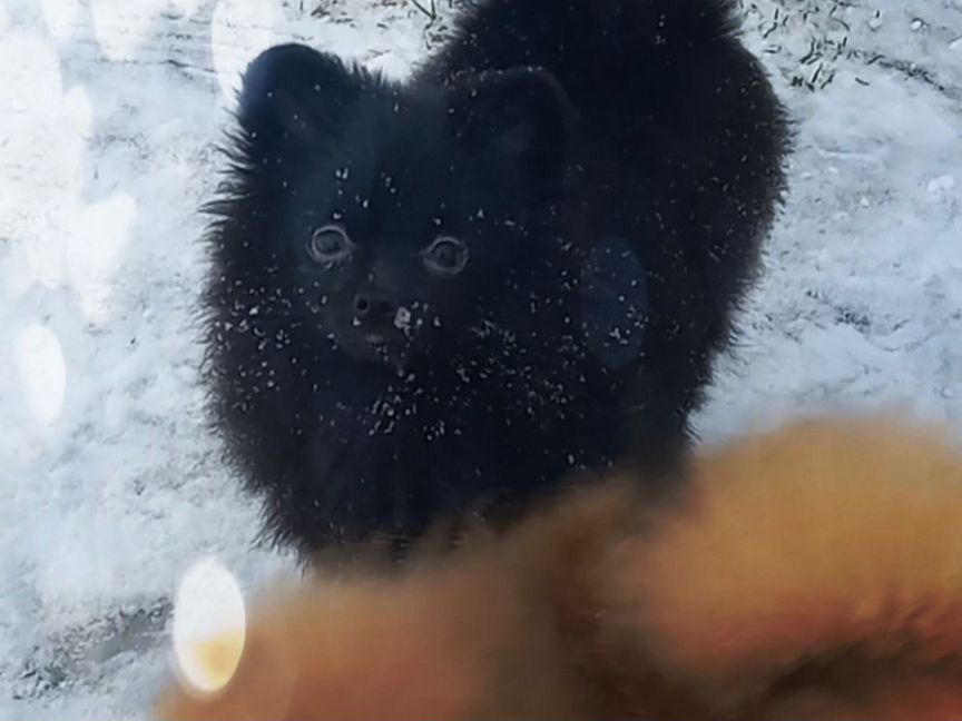 Немецкий шпиц мини