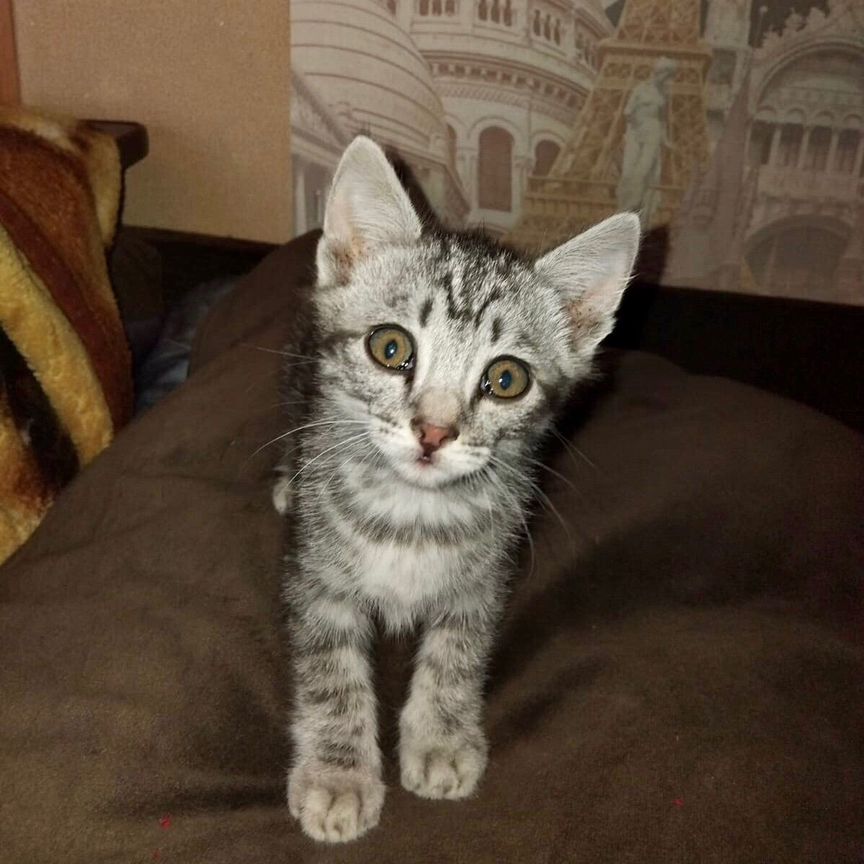 Замечательный полосатый малышок