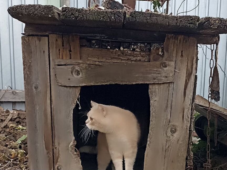 Собачья будка бу