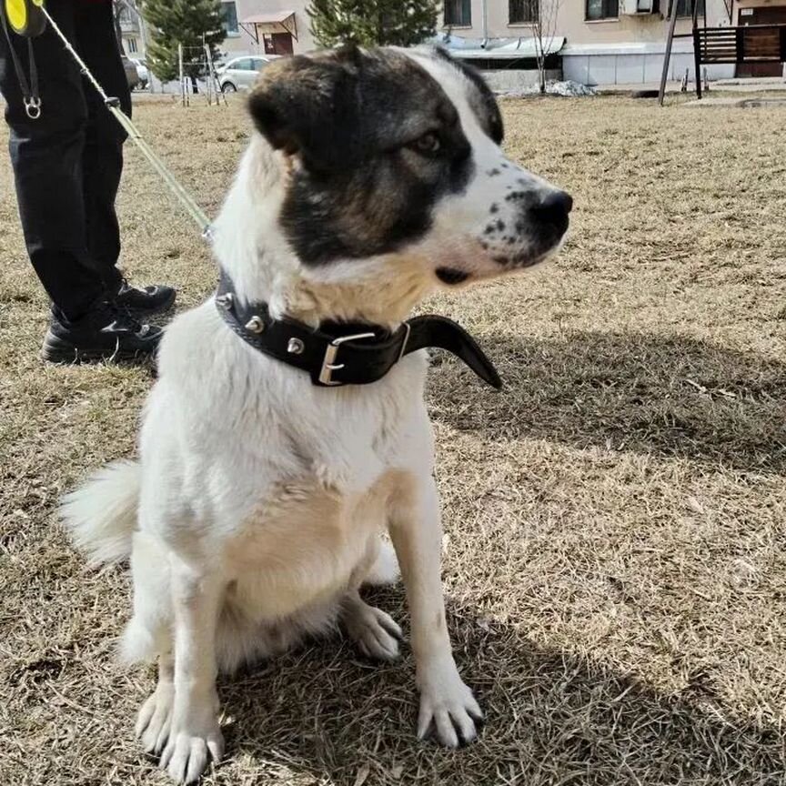 Взрослая собака в добрые руки