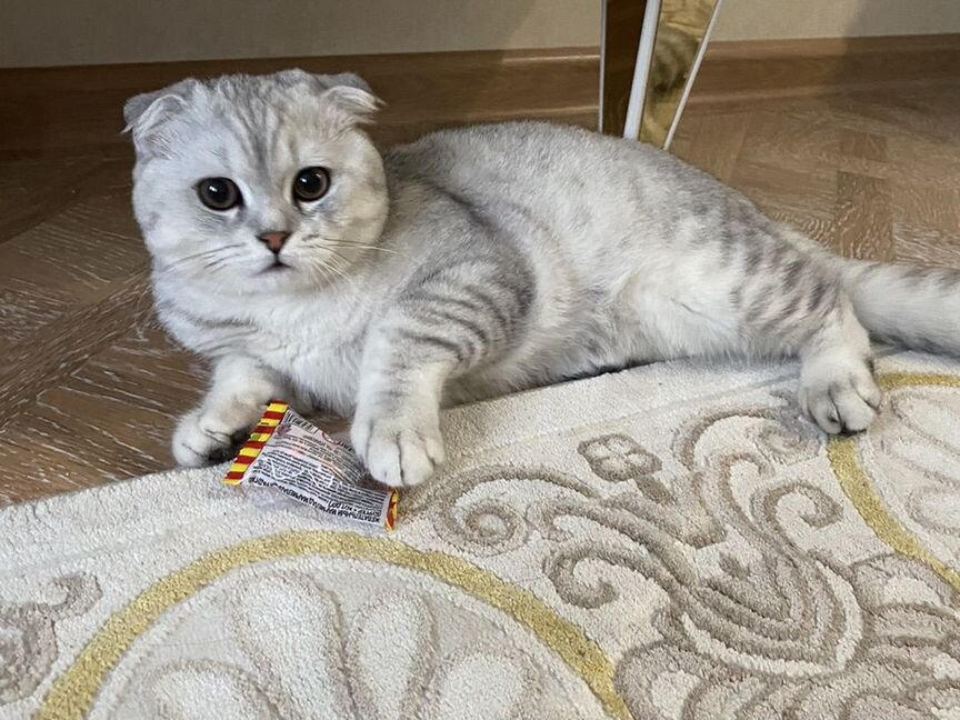 Котята в добрые руки мальчик