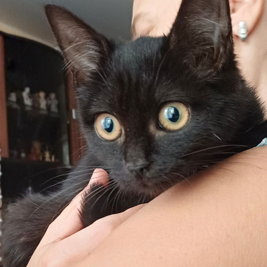Котейка 3 мес в дом