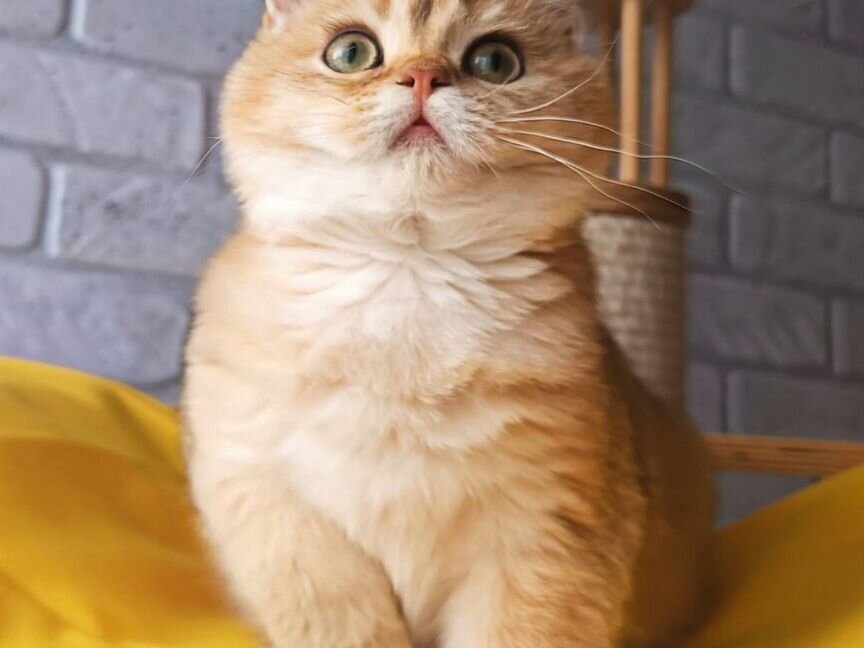 Британские плюшевые котята