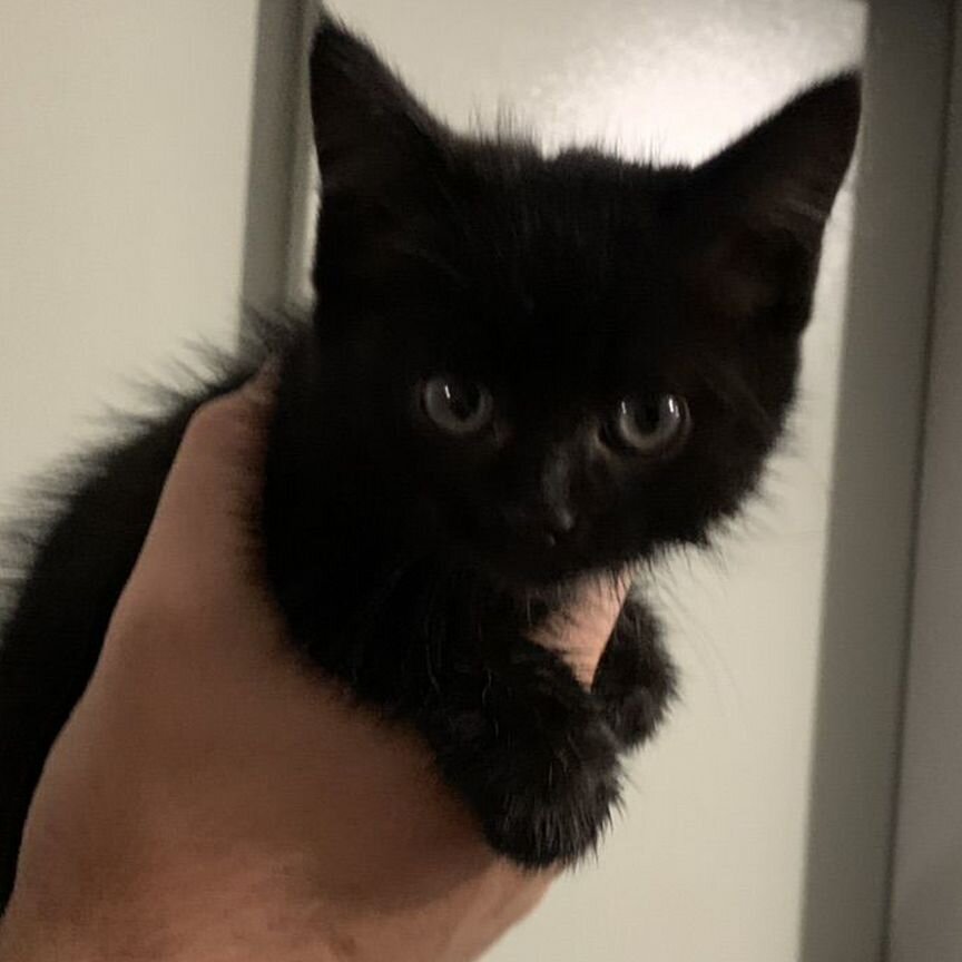 Котята