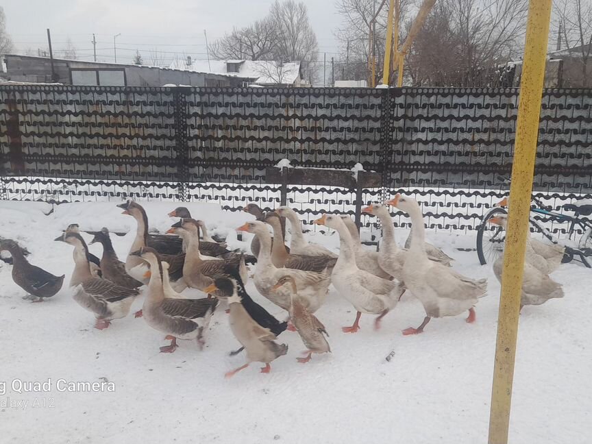 Семья 4+1 кубанские