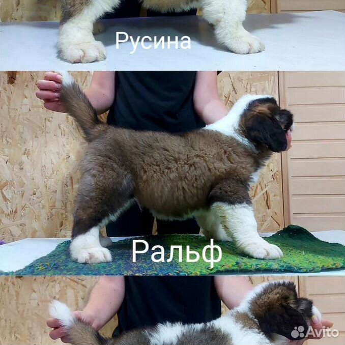 Щенки сенбернара