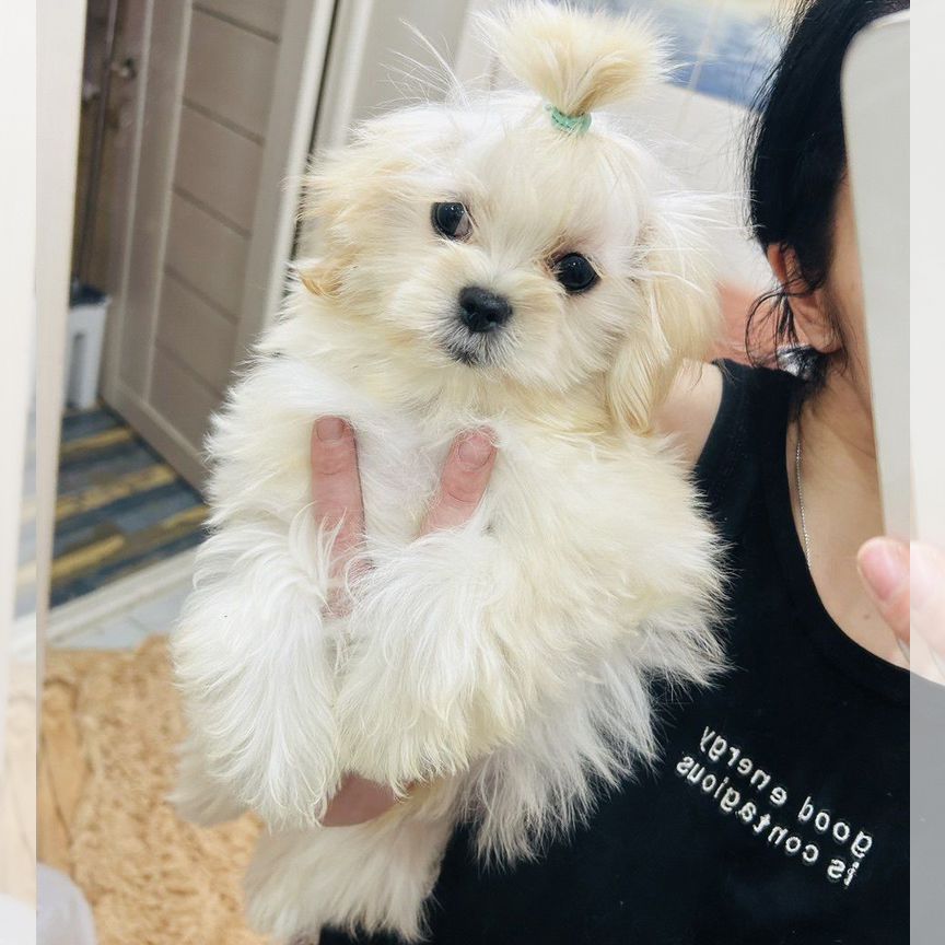 Мальтийская болонка, щенок