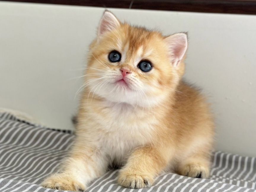 Шотландский котёнок Золотая шиншилла