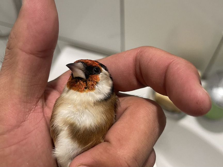 Щегол