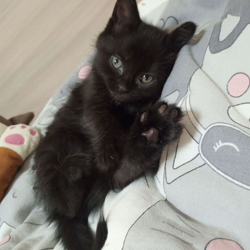Кошечка