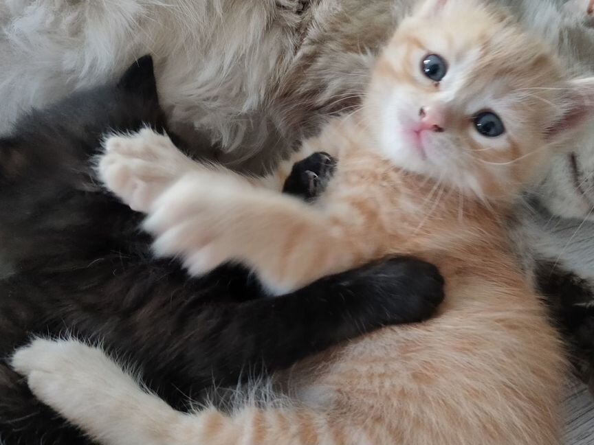 Отдам котят в добрые руки