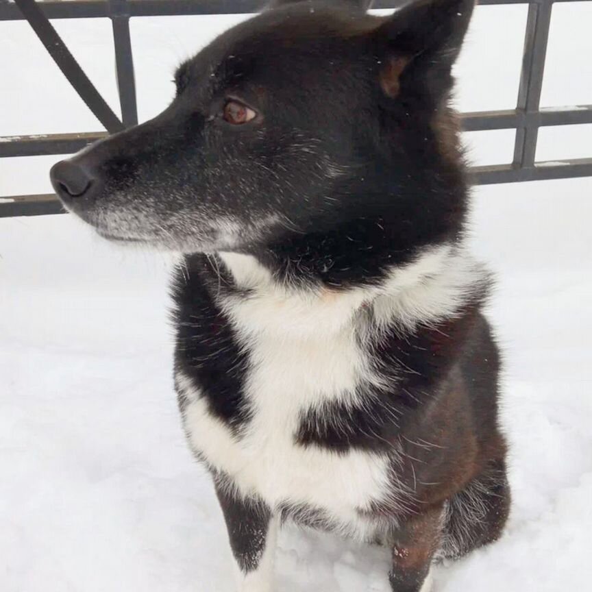 Метис лайки ищет дом