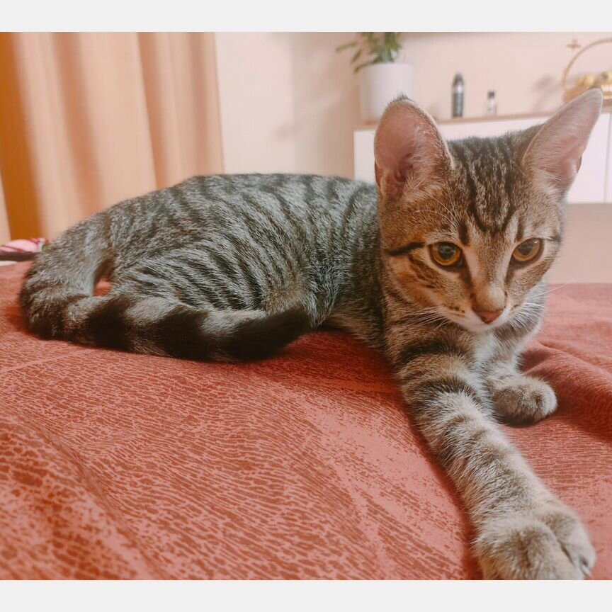 Котенок девочка 5 месяцев