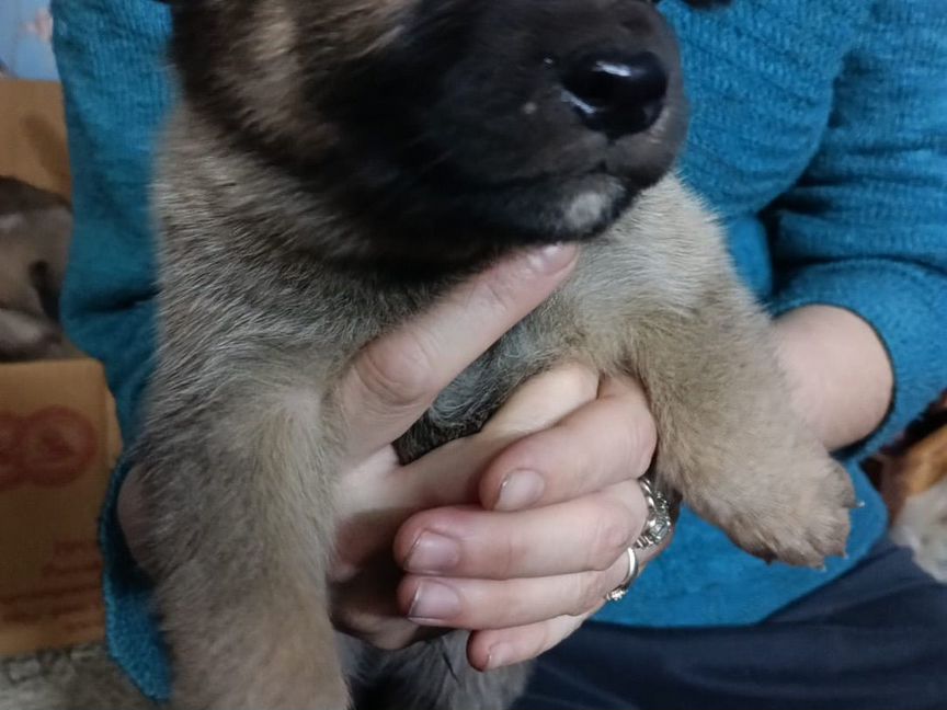 Щенки 1,5 месяца