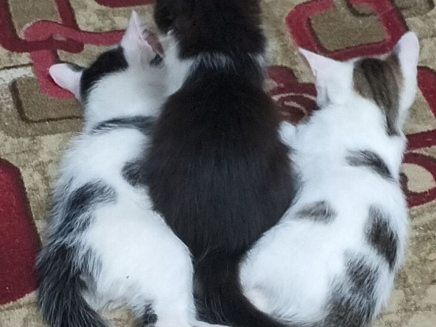 Котята в добрые руки 2. 5 месяца