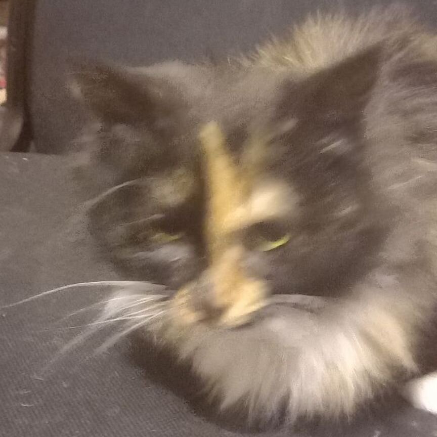 Отдам в добрые руки