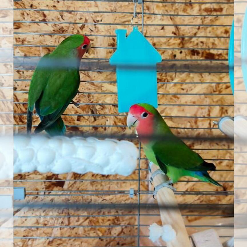 Попугай неразлучники