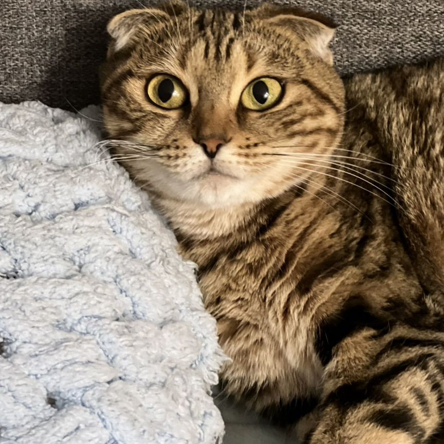 Прдписка на кошку