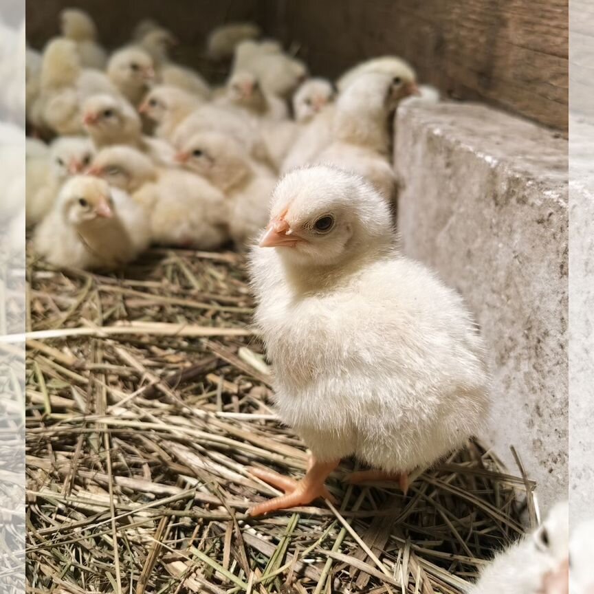 Цыплята бройлеры