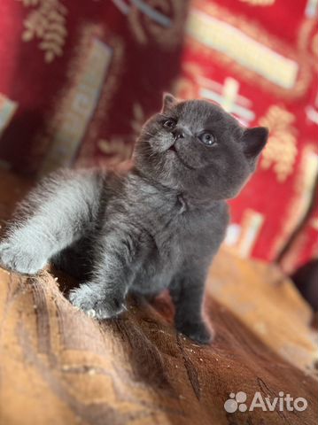 Британские котята