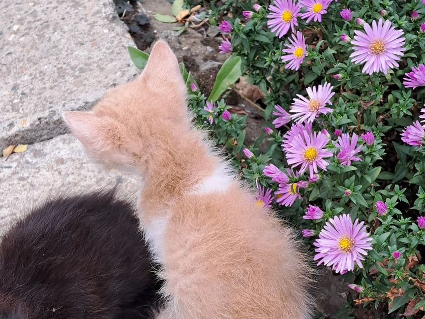 Котята 2 месячные