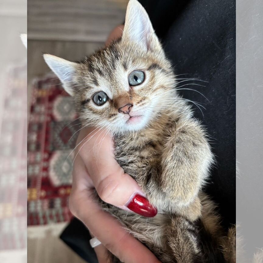 Котёнок в добрые руки