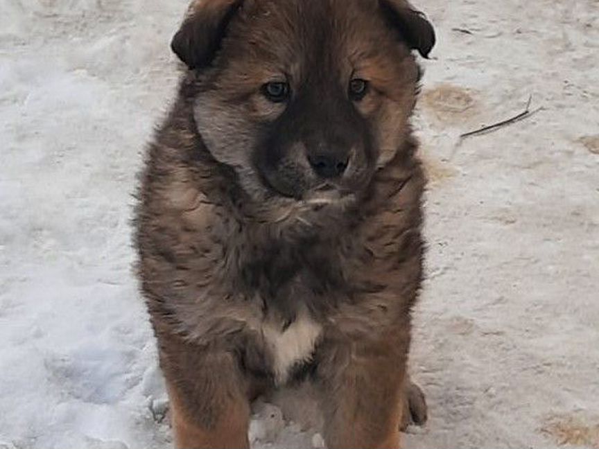 Кавказская овчарка в добрые руки