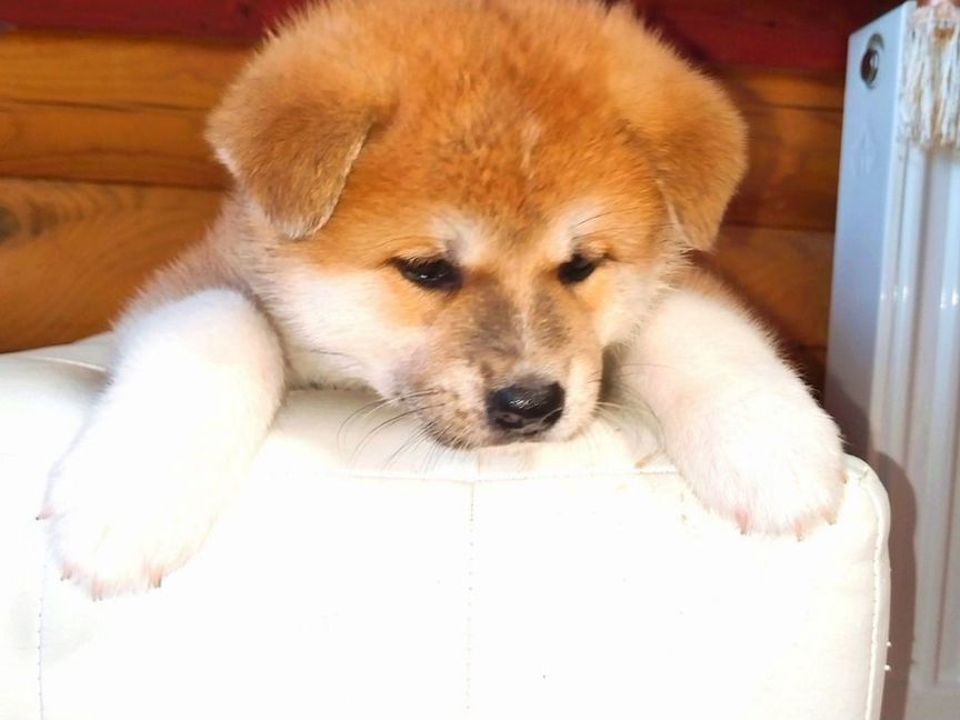 Щенки акита ину