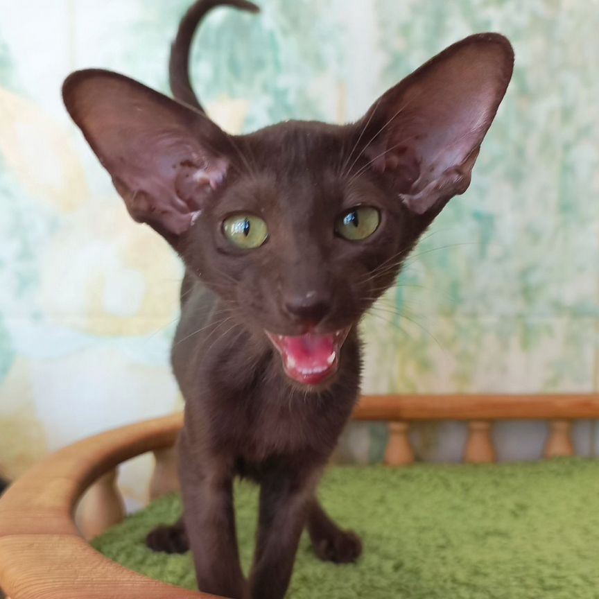 Ориентальный котёнок