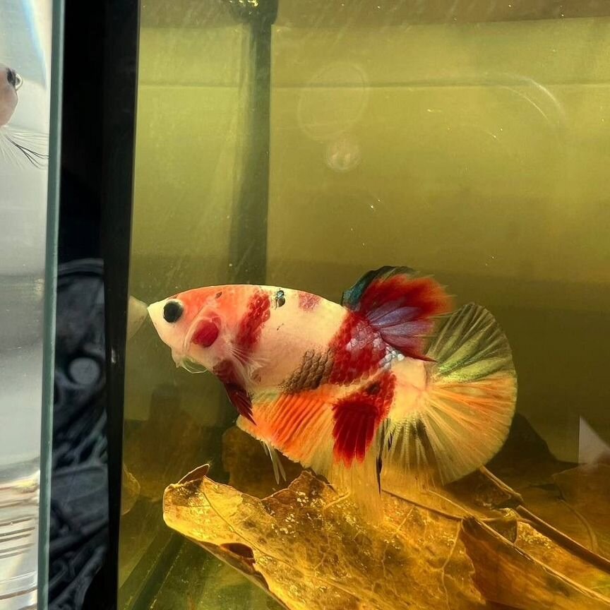 Рыбка петушок "Кои Немо"