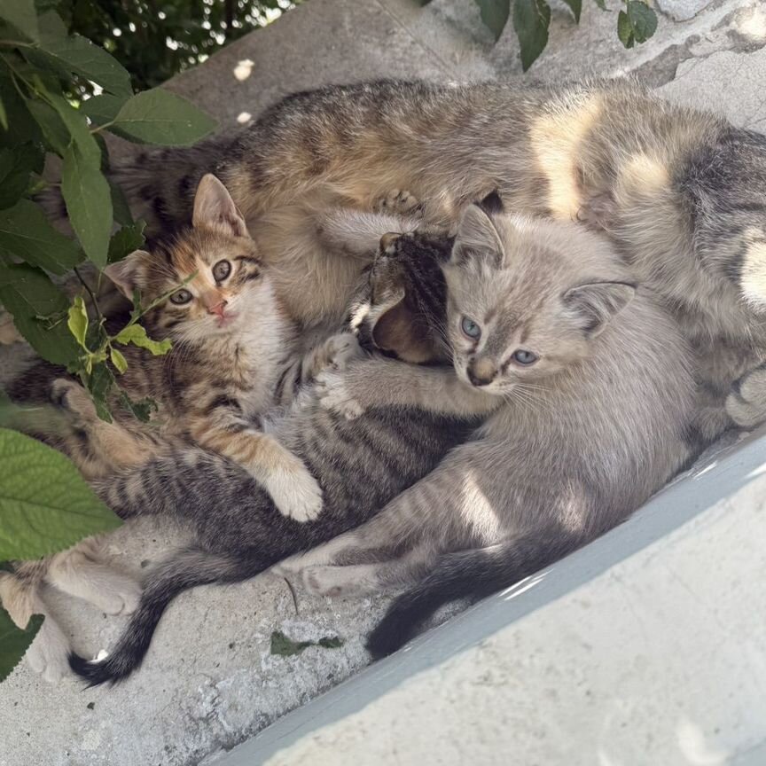 Котята в добрые руки