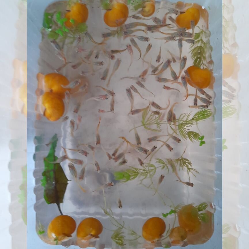 Мальки гуппи