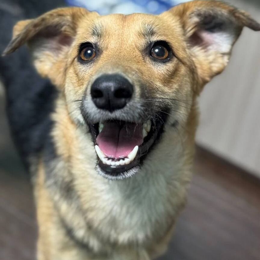 Щенок в добрые руки