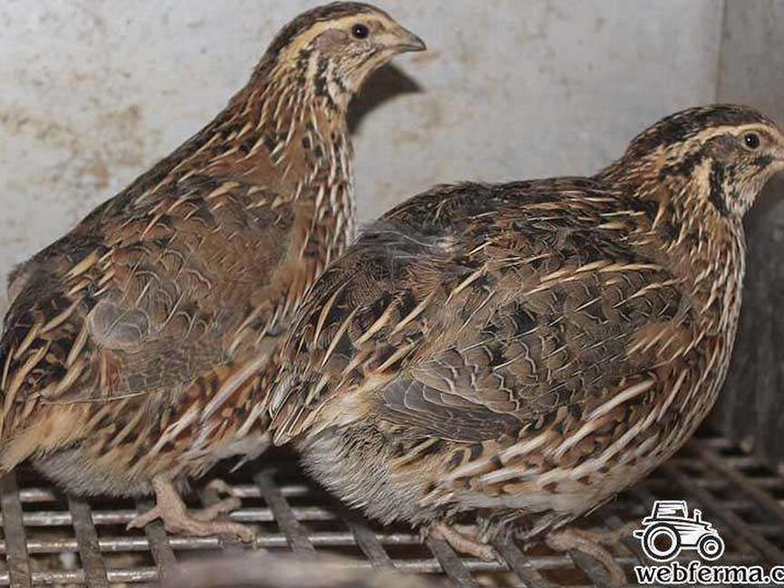 Перепела на мясо, яйцо, и тд