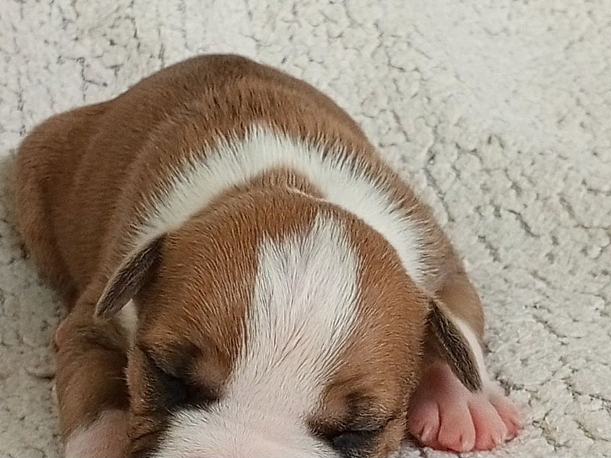 Щенок Американского стаффтерьера