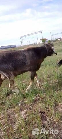 Англо нубийский козел