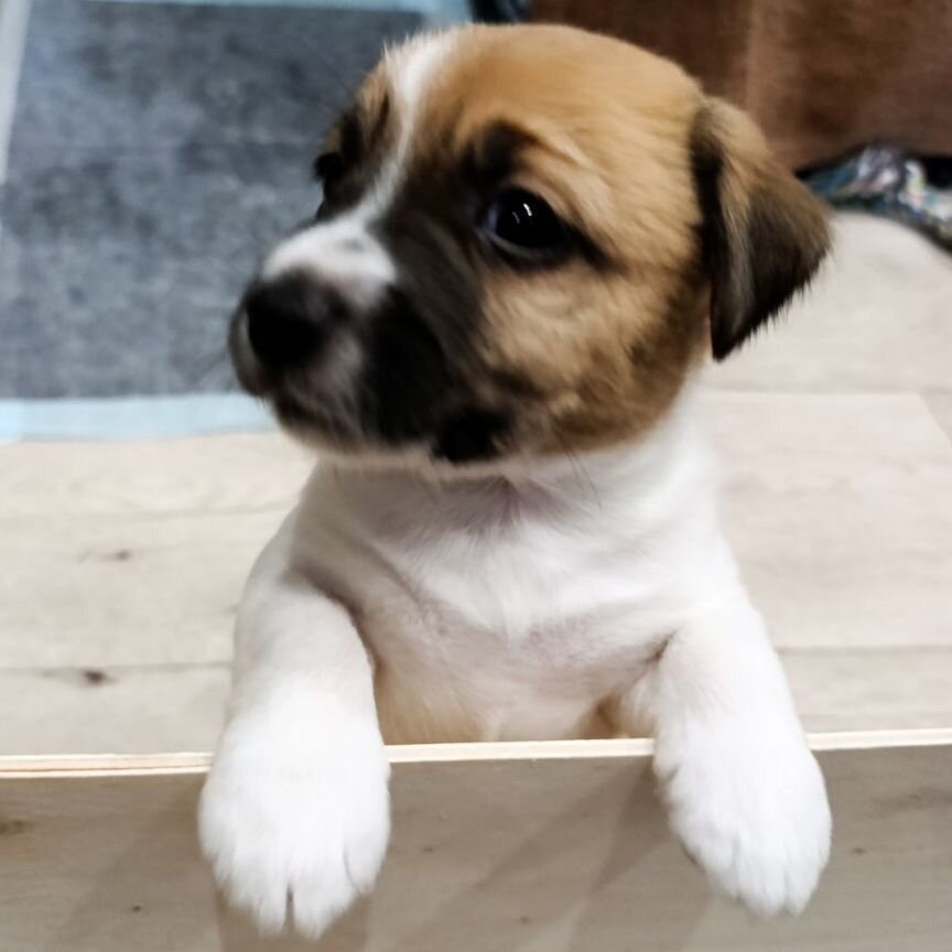 Джек-рассел-терьер, щенок