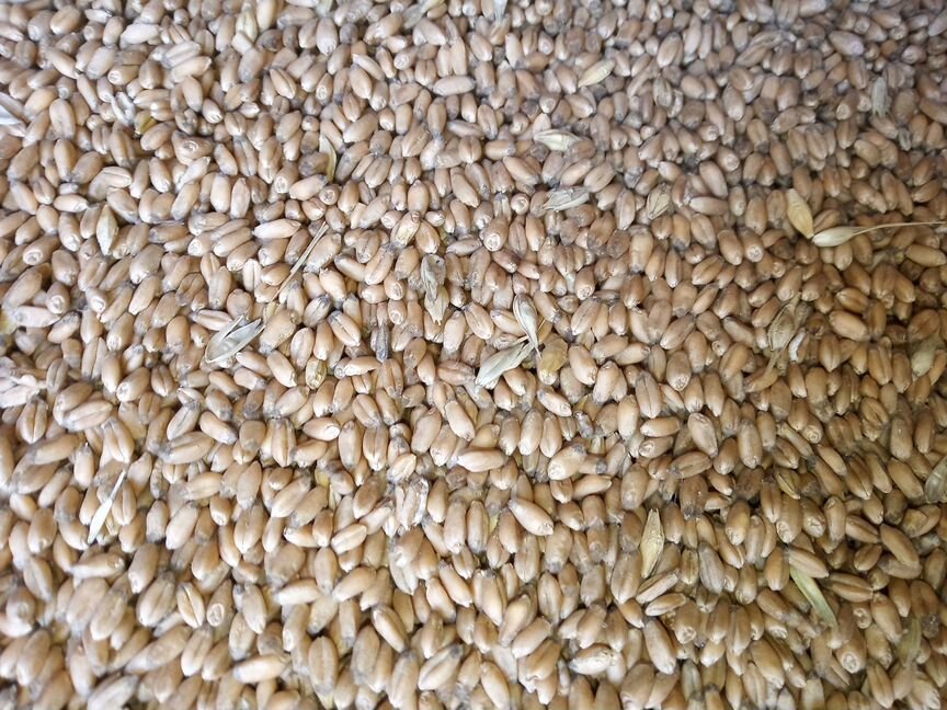 Продам пшеницу зерно