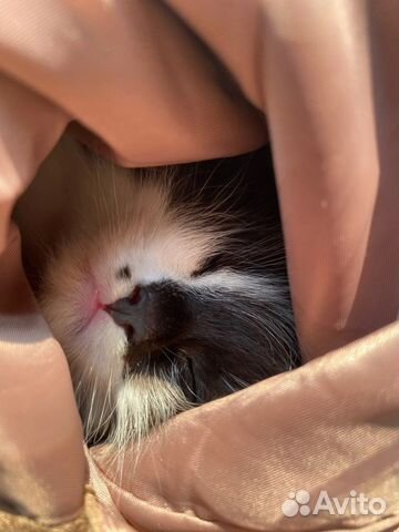 Котенок британский